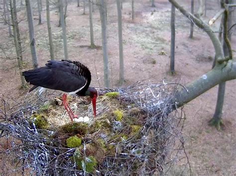 Linutop News Video English Linutop News Video English