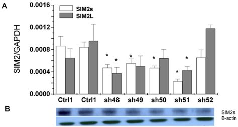 Sim2 Expression In Pc3 Cells Is Downregulated By Shrna Real Time