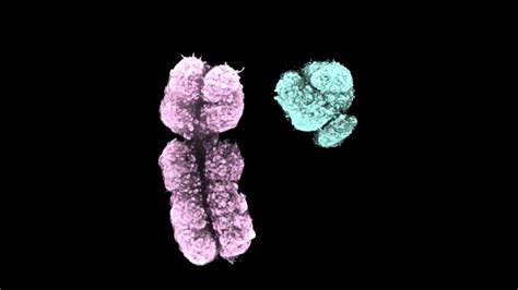 Unraveling The Secrets Of The Male Y Chromosome Implications For Genetic Inheritance And The