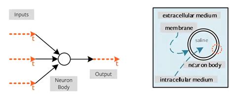 Spiking Neural Network A Bionics Way To Represent And Process Data