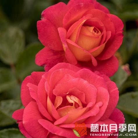 棚屋月季 图片 优缺点介绍 藤本月季网