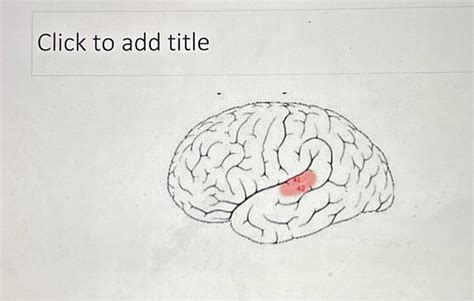 Solved How Does Sound Travels Through Auditory System Order