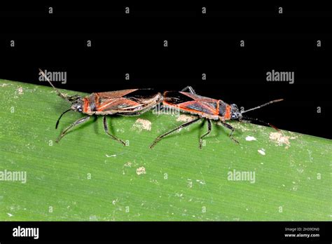 Swan Plant Seed Bug Arocatus Rusticus Also Known As The Common Small Milkweed Bug Two Bugs