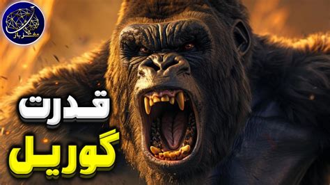 مقایسه قدرت یک گوریل در برابر یک انسان Youtube