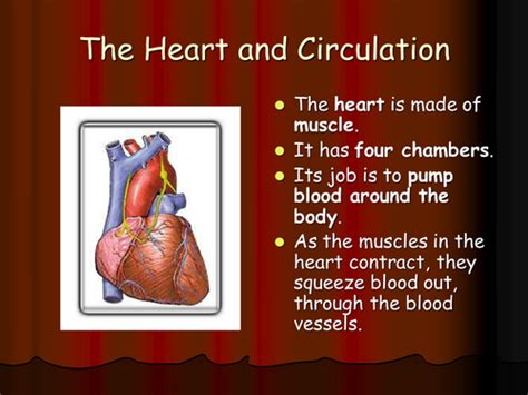 Heart And Circulation Ppt Yr 8 Teaching Resources