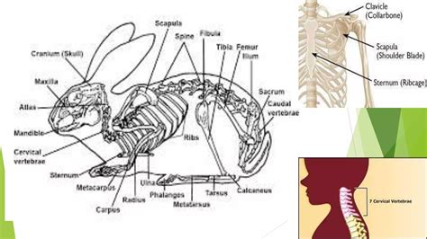 Dissection Of Rabbit Pptx