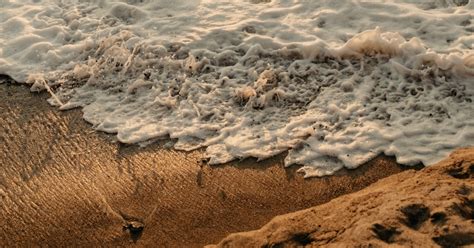 새 한 마리가 물가의 모래 위에 서 있습니다 사진 Unsplash의 벽지 이미지