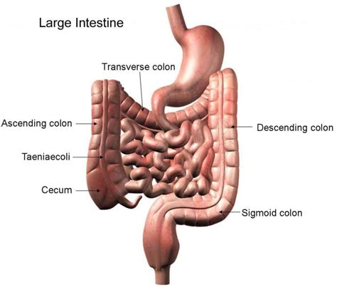 20 Things You Probably Didnt Know About Flatulence