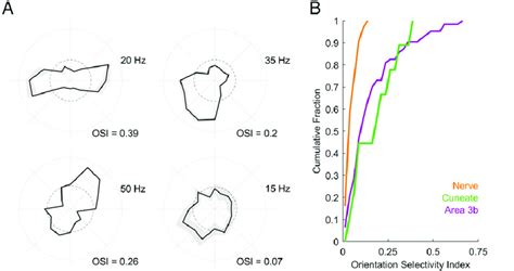 Orientation Tuning In Cn Neurons A Response Of Four Example Cn