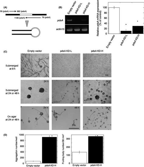 Pdsa Kd Cells Development Upon Starvation A Construction Of A