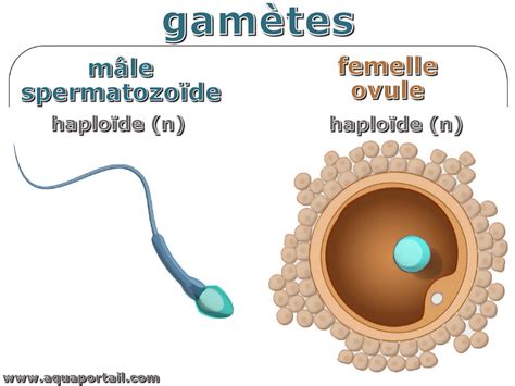 Gamète Définition Et Explications