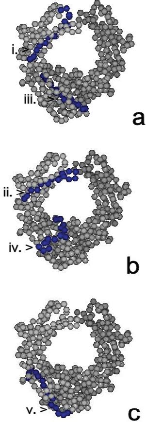 Molecular Modelling Of Monoclonal Rheumatoid Factor Epitopes I Ii Download Scientific Diagram