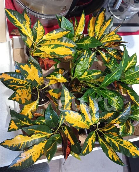 Кротон Зулу — купить в Красноярске Горшечные растения и комнатные цветы на интернет аукционе