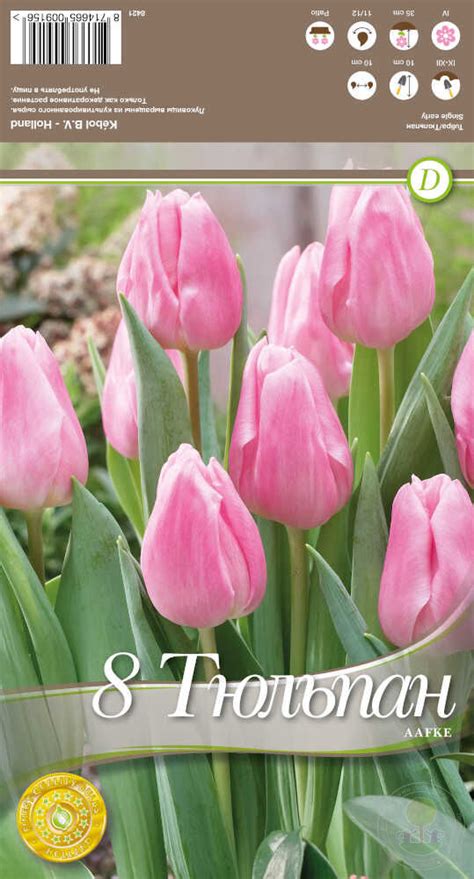 Тюльпан Афке (Tulipa Aafke) купить луковицы в Москве по низкой цене ...