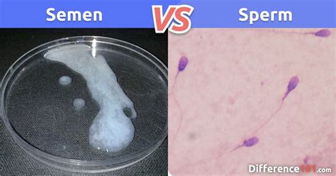 Difference 101 On Tumblr Semen Vs Sperm What Is The Difference