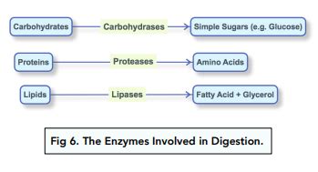 Enzymes Digestion Carbohydrates Breakdown And Synthesis GCSE