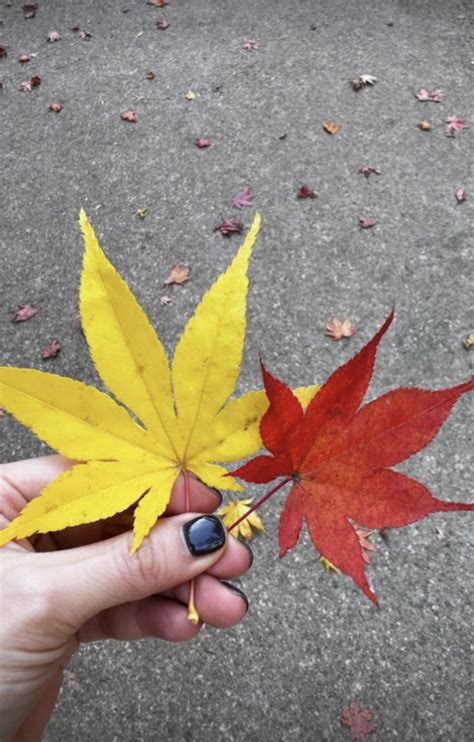 한지민 ♥최정훈과 단풍데이트 티 팍팍 나란히 올린 사진보니 Osen