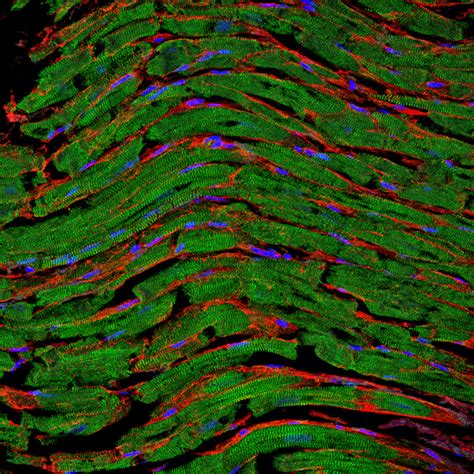 Representative Fluorescence Staining Of Paraffin Embedded Cardiac Download Scientific Diagram