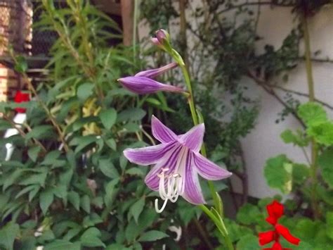 テニスと夏の花 よだきぼママの雑記帳