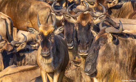 Serengeti Wildebeest Calf The Serengeti Tanzania Africa 2020 Steve