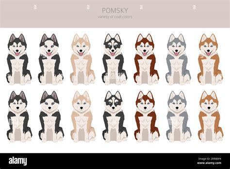 Pomsky Clipart Pomeranian Husky Mix Different Coat Colors Set Vector