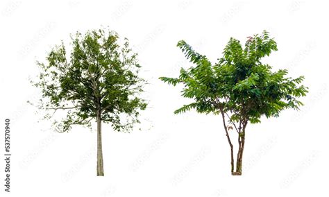 Isolated Trees On Transparent Background PNG File Stock Photo Adobe Stock