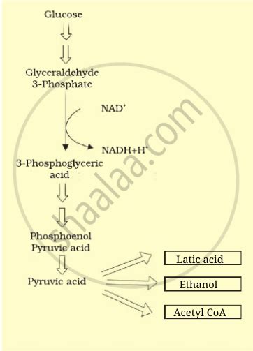 Pyruvic Acid Is The End Product Of Glycolysis What Are The Three