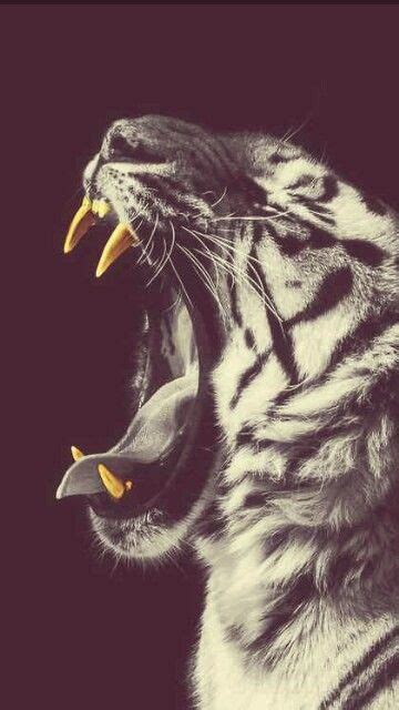Gold Tooth Tiger Wild Cats Animals Beautiful Beautiful Cats