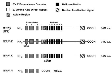 Structure Function Map Of Wild Type And Mutant Wrn Proteins Important Download Scientific