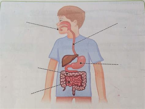 Digestive System Diagram Quizlet