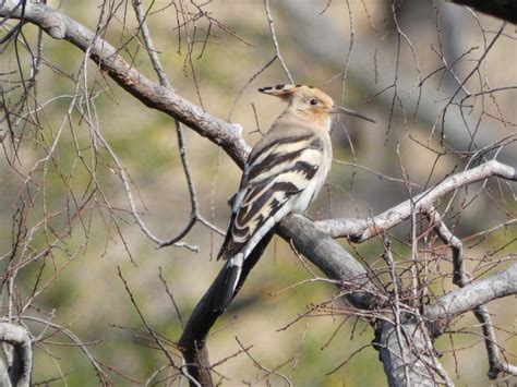 ヤツガシラ 2020 05 03 日本の野鳥識別図鑑