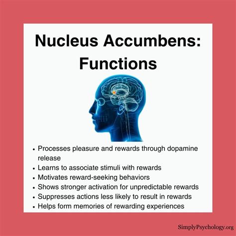 Nucleus Accumbens Location And Function