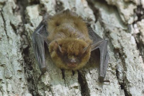 Animals That Hibernate Pictures And Facts What Animals Hibernate Animals That Hibernate Pictures And Facts What Animals Hibernate