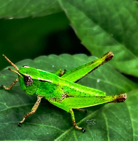 Colorful Short Winged Green Grasshoppers Have Come Back With Spring