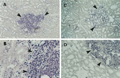 In Situ Hybridization Of C Myc A And B And C Fos Rna Download