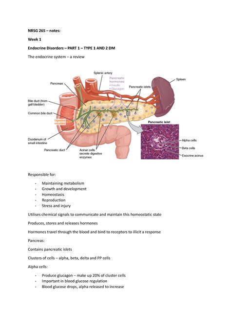 Nrsg 265 Lecture Notes Nrsg 265 Notes Week 1 Endocrine Disorders Part 1 Type 1 And 2