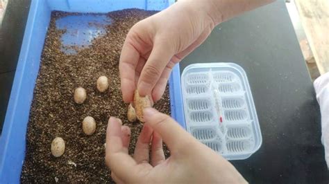 草龟蛋要如何孵化？大家来看一下我的方法，欢迎提建议搞笑萌宠好看视频