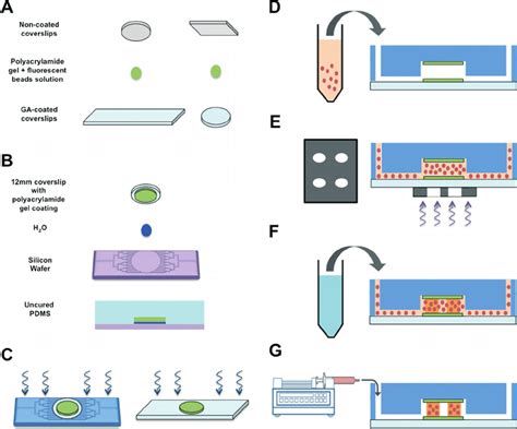 Schematic Of Microfluidic Device Fabrication And 3d Cell Encapsulation Download Scientific