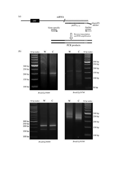 Lm Pat Assay Measuring The Mrna Polya Tail Length For Genes Involved