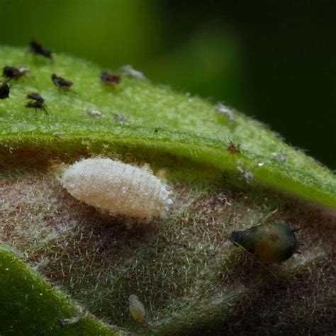 Citrus Mealybug Planococcus Citri Insect Identification Guide Habitat And Facts