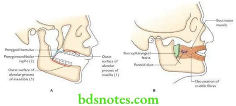 Scalp Temple And Face Anatomy Notes Bds Notes Face Anatomy Anatomy Facial Nerve