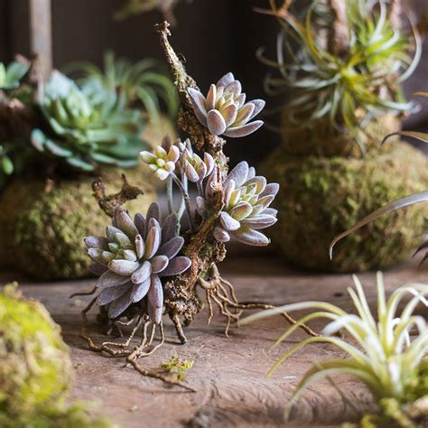 การจำลองพื้นที่สำหรับแขวนผนังสีเขียวในแนวตั้งและแนวตั้งในอากาศที่มีสับปะรดและรากพืช