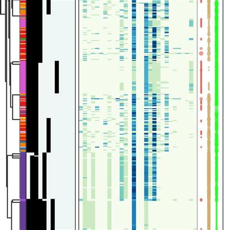 Euclidean Clustering Of The Pha Gene Profile Within Genomes Hierarchal