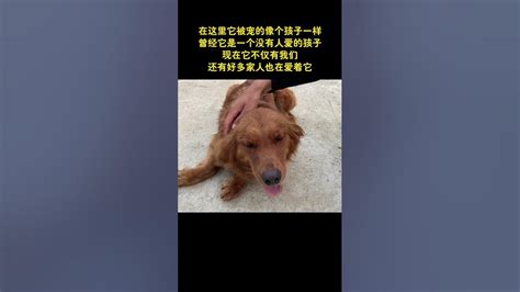 金毛差點被屠夫宰殺，被救後壹直陪伴在身邊，如今狗狗早已走出陰影笑得像個孩子壹樣 Youtube