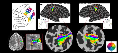 Somatotopic Mapping With Fmri A Schematic Of Somatosensory Cortical