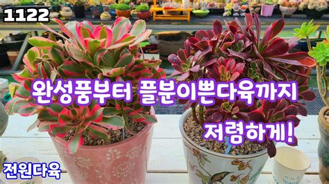 24년11월22일 전원다육 010 8510 6005 다육판매 레드딤플 박화장 홍동백금 흑법사철화 홍등 벽어연금 애연금 핑크
