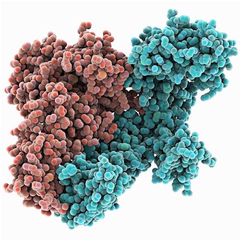 Hiv Reverse Transcription Enzyme Photograph By Science Photo Library Pixels