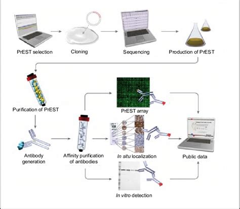 Schematic Illustration Of The HPR Pipeline Download Scientific Diagram
