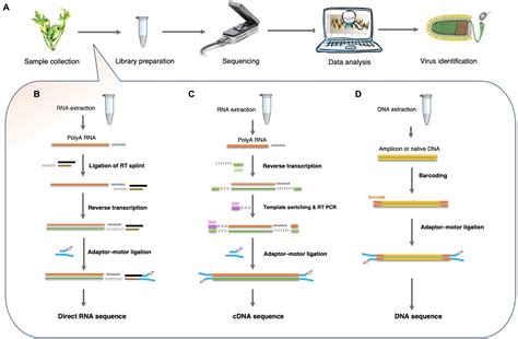 Frontiers Nanopore Sequencing Technology And Its Application In Plant