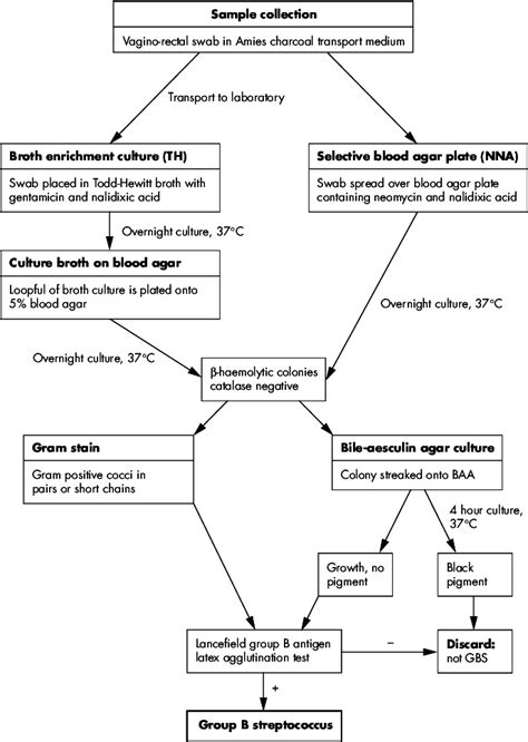 Algorithm For Laboratory Handling Of Vagino Rectal Swabs For The Algorithm For Laboratory Handling Of Vagino Rectal Swabs For The